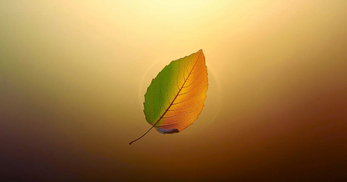 Turning a New Leaf | Living Intentionally For Evolving